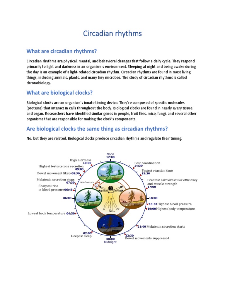 Circadian Rhythms | Download Free PDF | Circadian Rhythm | Clock