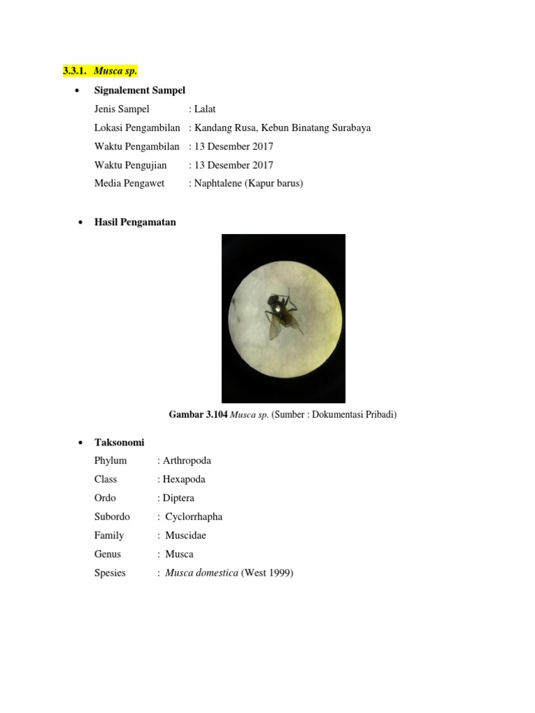 Musca SP | PDF | Sains & Matematika