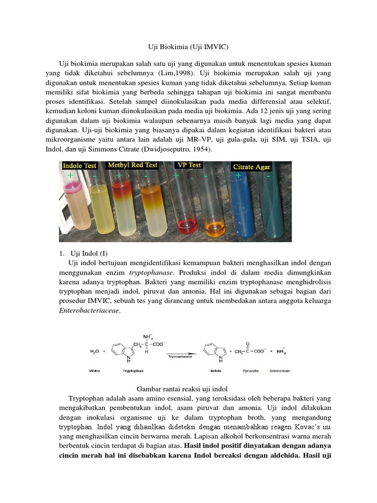 Uji Biokimia (IMVIC) | PDF