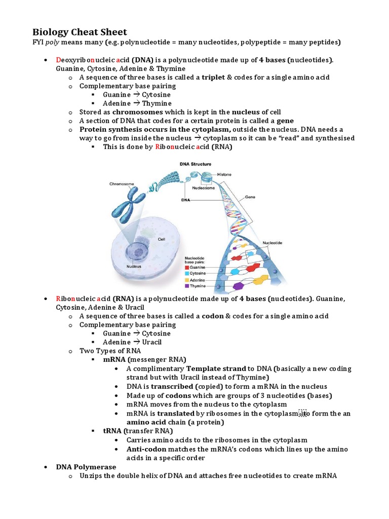 Biology Cheat Sheet | PDF | Rna | Directionality (Molecular Biology)