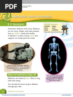 Animal Classification Chart - Invertebrates | PDF | Invertebrate | Zoology