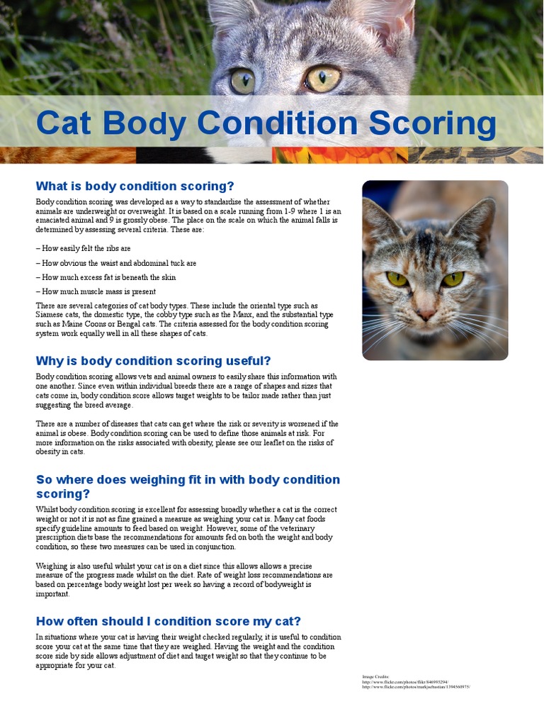 Cat Body Condition Scoring | PDF | Obesity | Cats