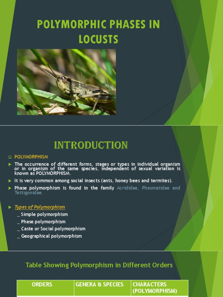 Polymorphic Phases in Locusts Antomonology Final Year | PDF | Insects ...