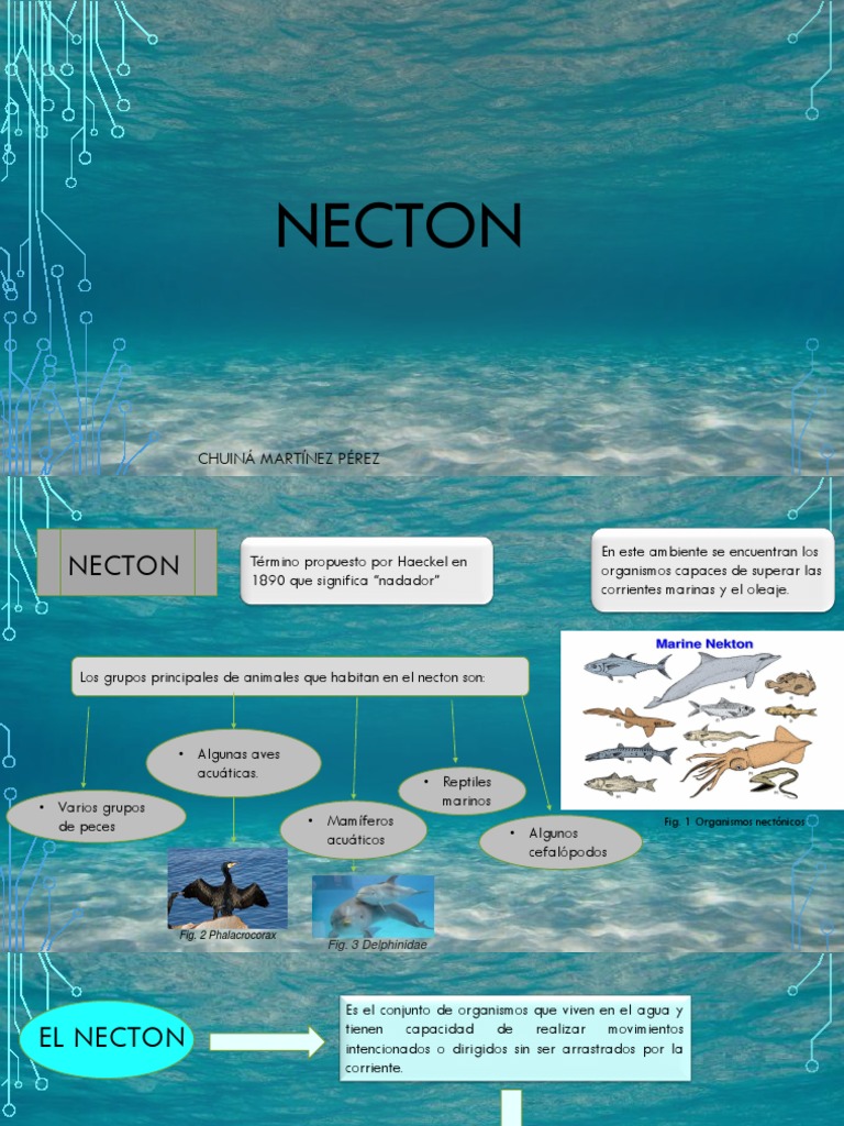 Tema 5. Necton y Neuston. | PDF | Migración de aves | Contaminación
