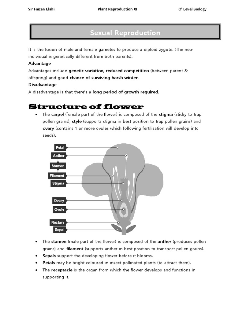Plant Reproduction | PDF | Seed | Flowers