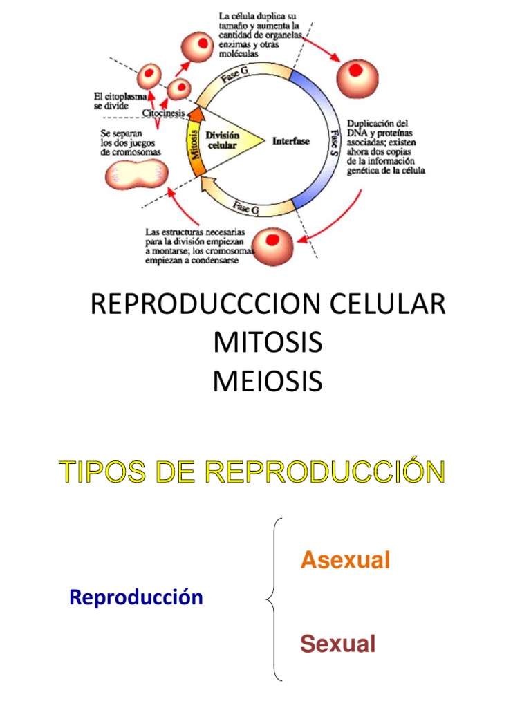 Reproduccion Celular Mitosis y Meiosis | PDF | Mitosis | Mitosis