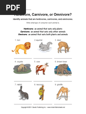 Omnivore Examples Animals