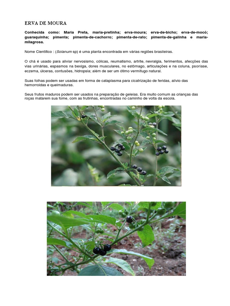 Erva Moura - Maria Preta | PDF