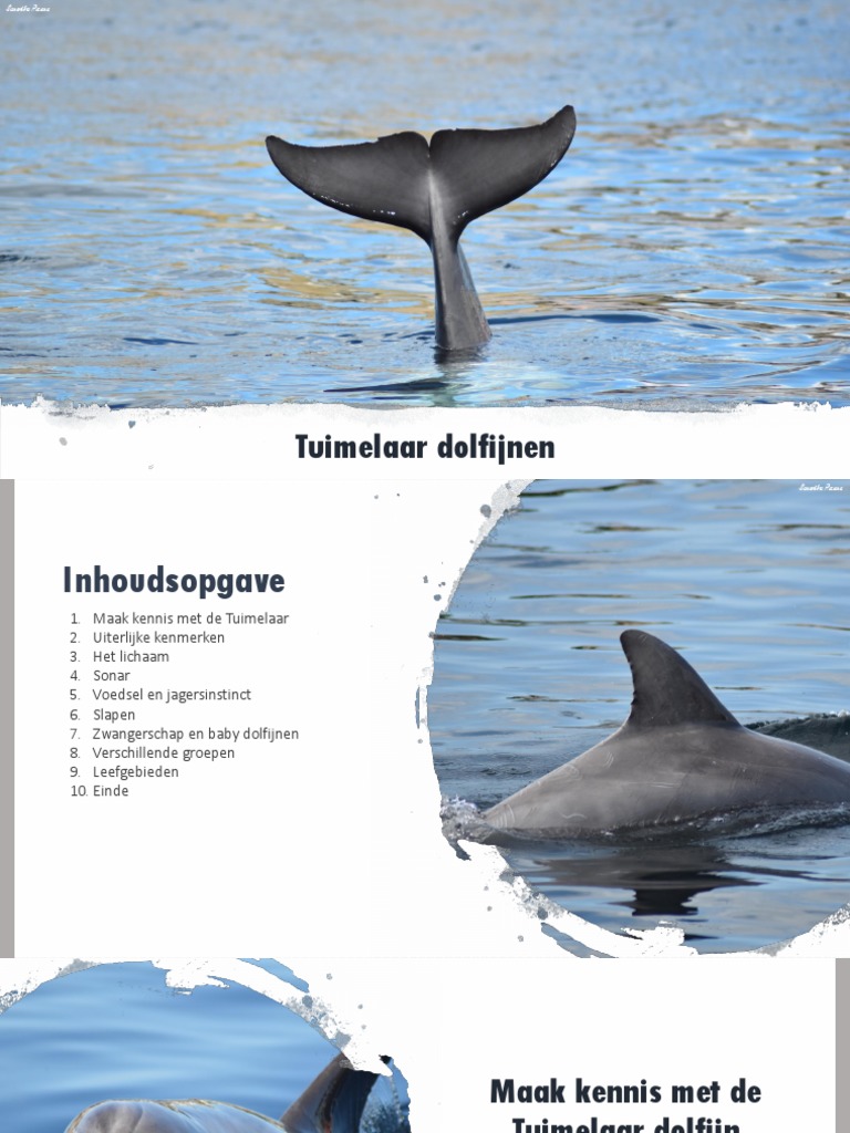 Tuimelaar Dolfijnen | PDF