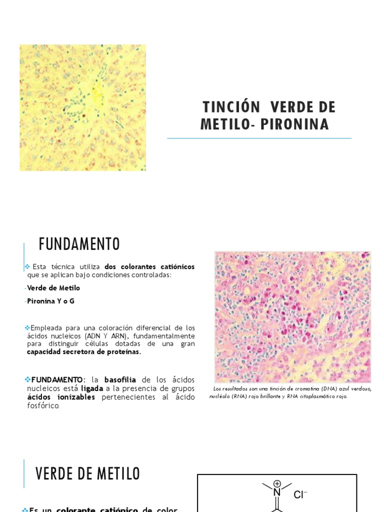 Tinción Verde Metilo-PIRO | Tinción | ADN