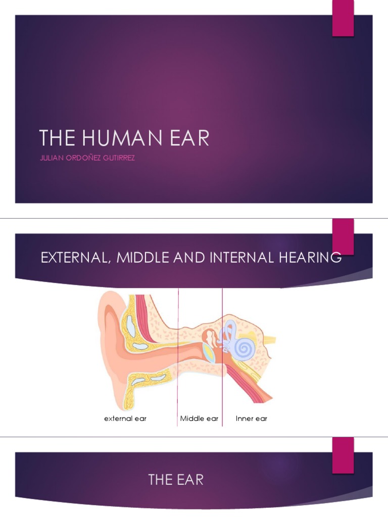 Anatomy of the Human Ear Explained | PDF | Home & Garden | Young Adult