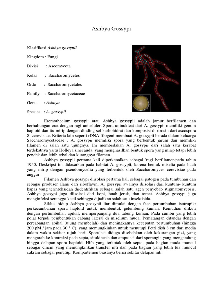 Klasifikasi dan Potensi Ashbya Gossypii | PDF