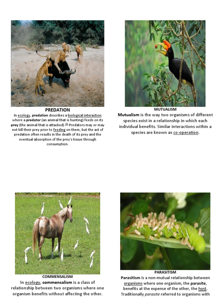 Booklet ECOSYSTEM RELATIONSHIP With Definition | PDF