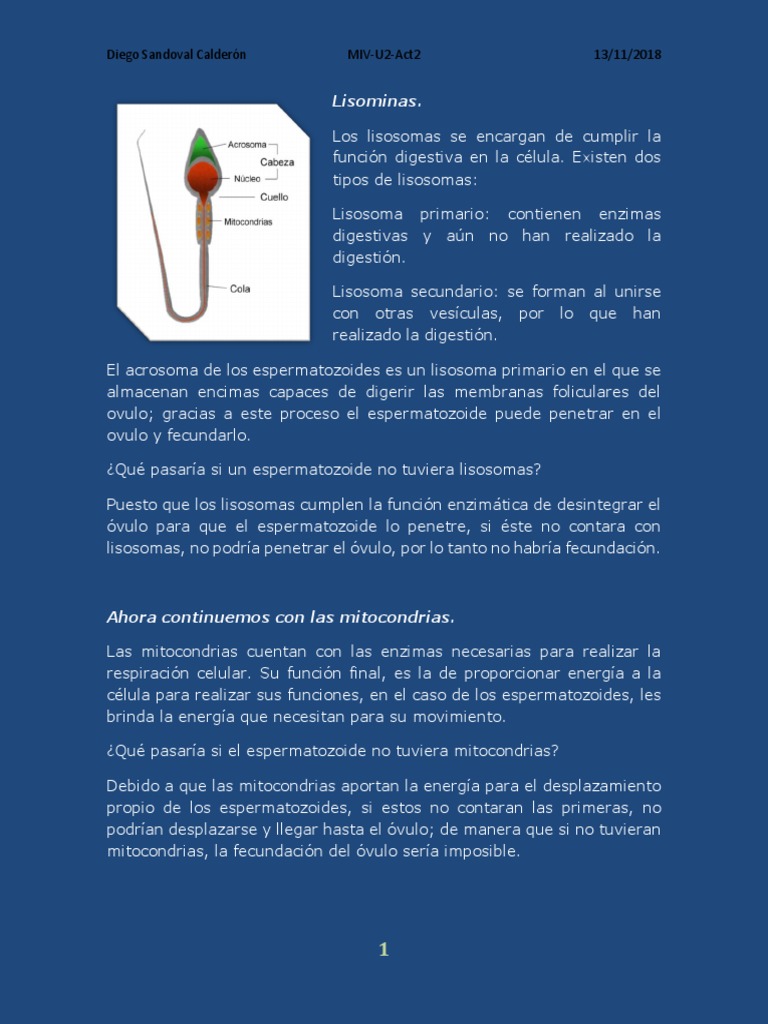 MIV U2 Act2 La Importancia de Los Organelos Celulares | PDF | Lisosoma | Ribosoma