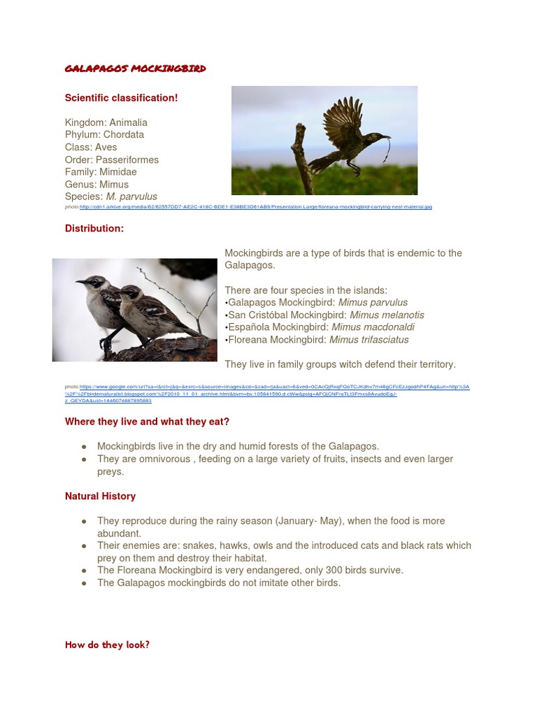 Scientific Classification!: Galapagos Mockingbird | PDF | Galápagos ...