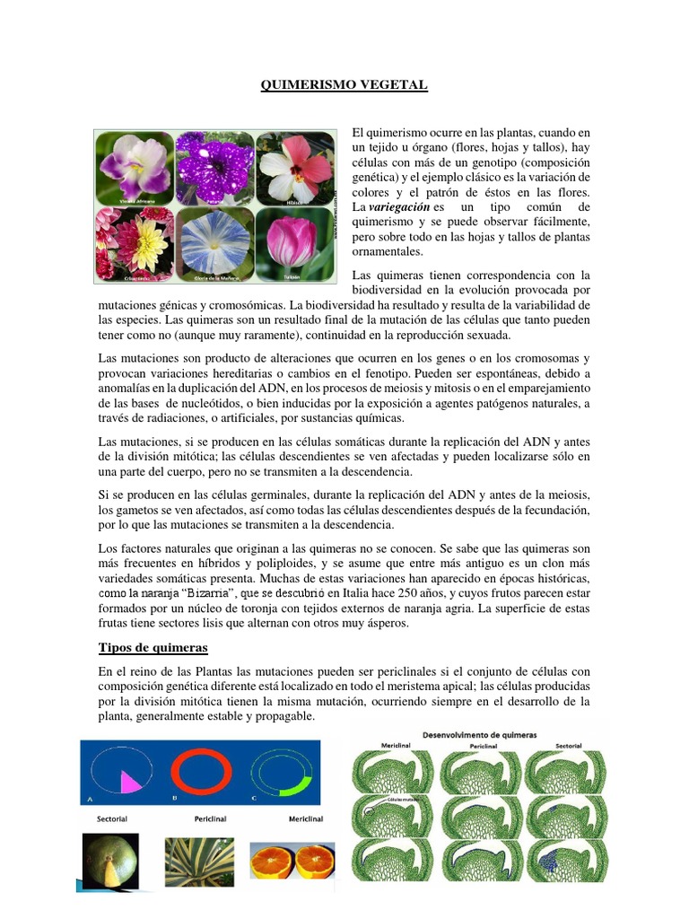 Quimerismo Vegetal | Mutación | Plantas