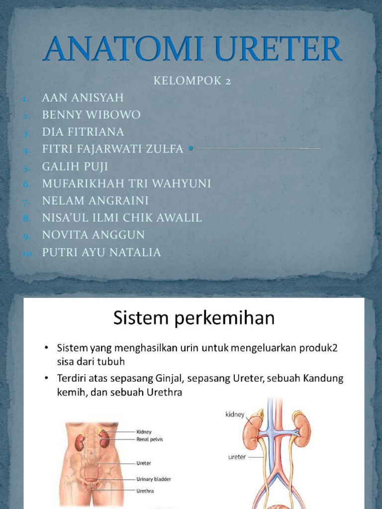 Flexura Marginalis Ureteris dan Fungsinya | PDF
