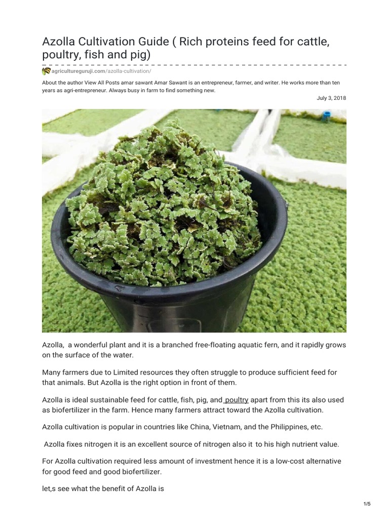 Azolla Cultivation Guide Rich Proteins Feed For Cattle Poultry Fish and ...