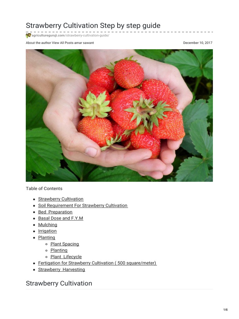 Strawberry Cultivation Step by Step Guide | PDF | Strawberry | Tillage
