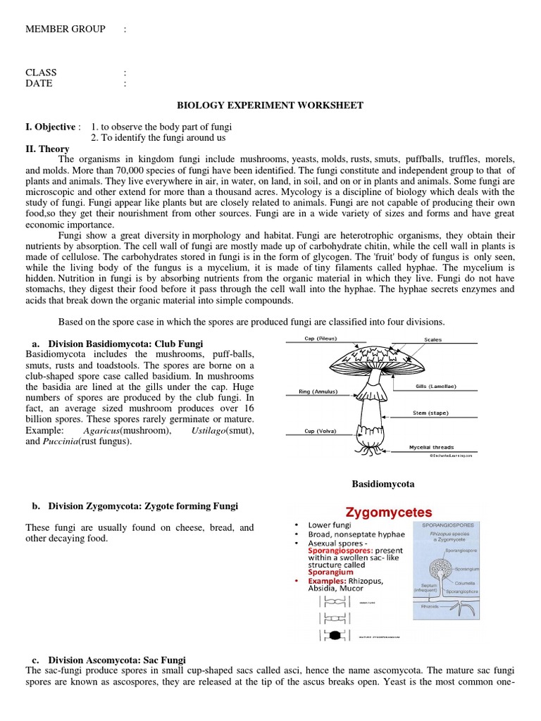 Experiment Worksheet | PDF | Fungus | Mushroom
