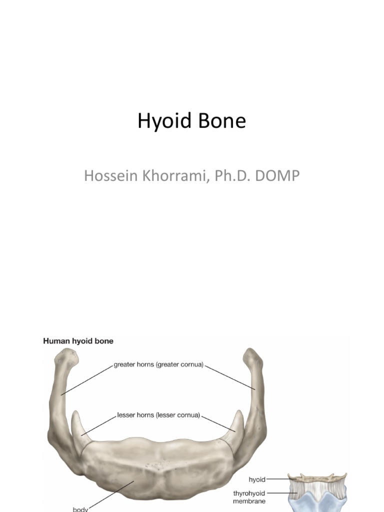 Hyoid Bone | PDF | Neck | Shoulder