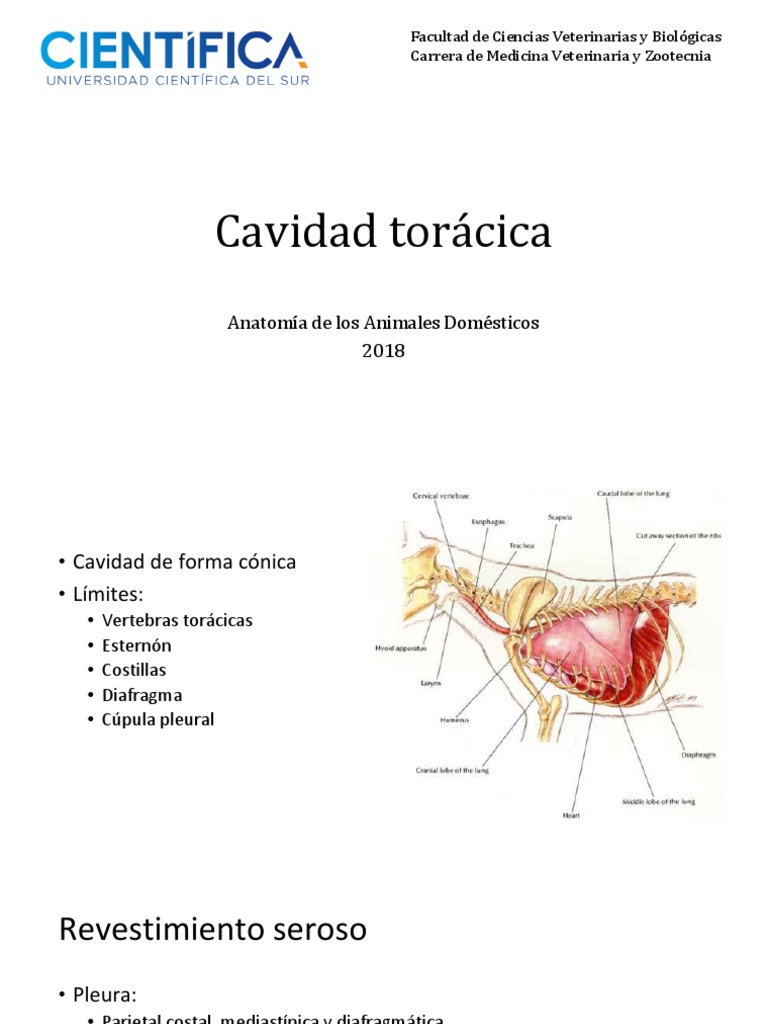 Cavidad Toraxica | PDF | Tórax | Tórax (anatomía humana)