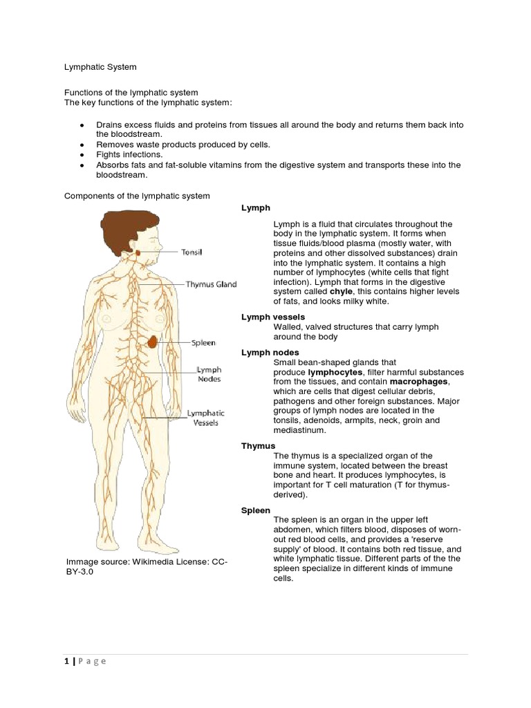 Lymphatic System | PDF | Lymphatic System | Adaptive Immune System