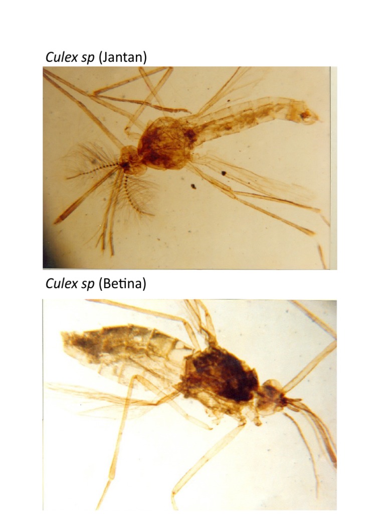Tugas Culex SP