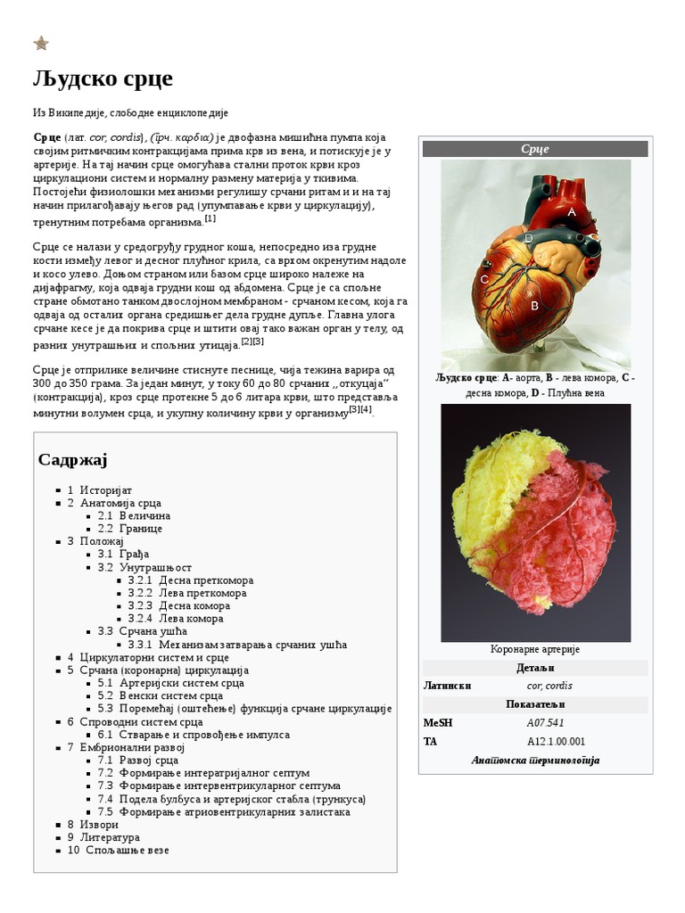 Srce Anatomija | PDF