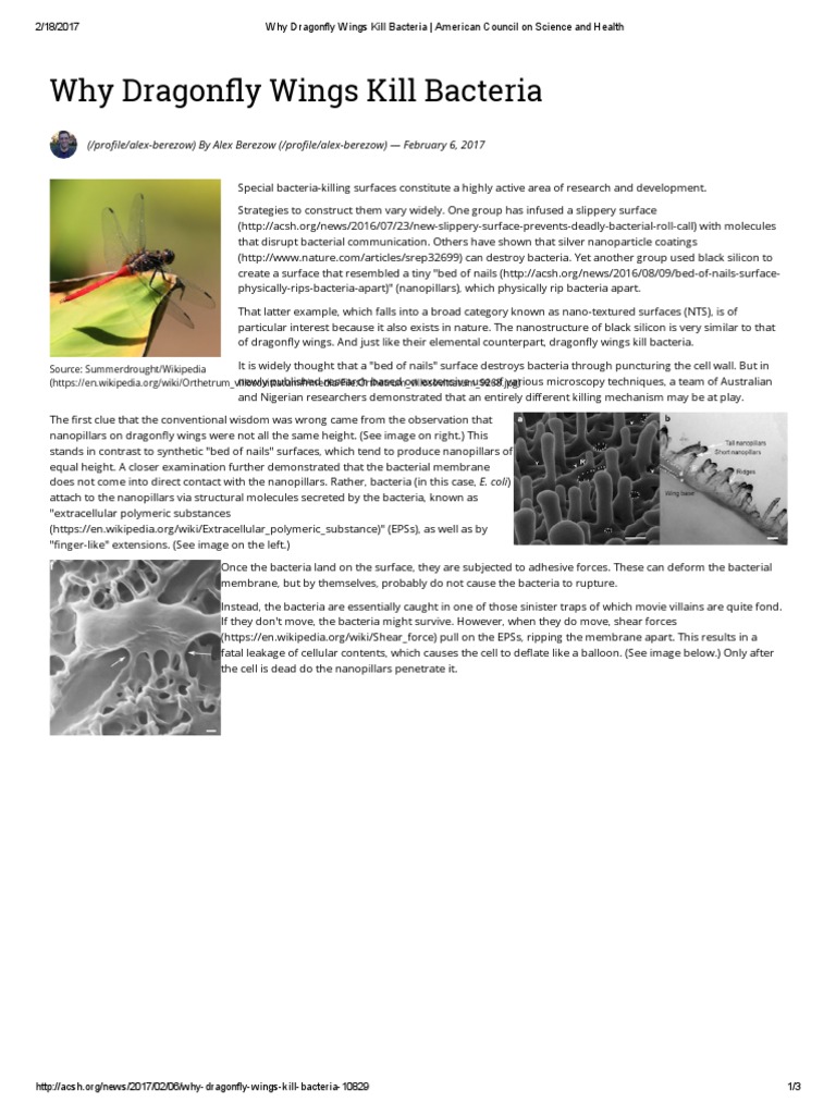 Why Dragonfly Wings Kill Bacteria - American Council On Science and ...