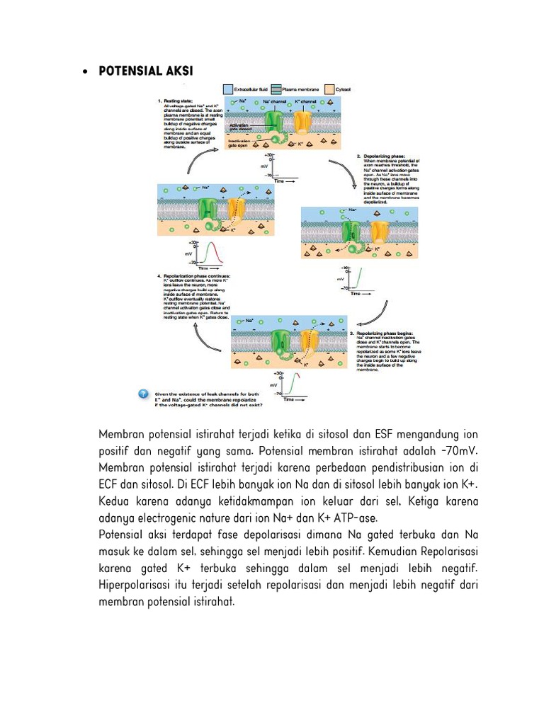 Potensial Aksi Dan Synaps | PDF
