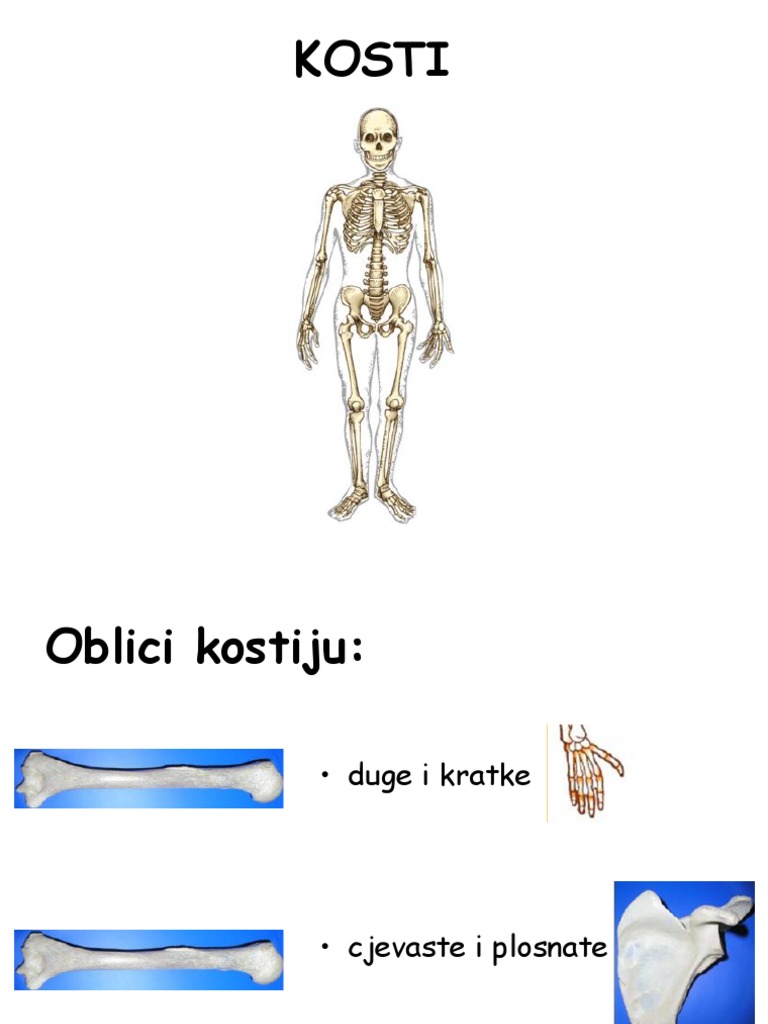 Kosti | PDF