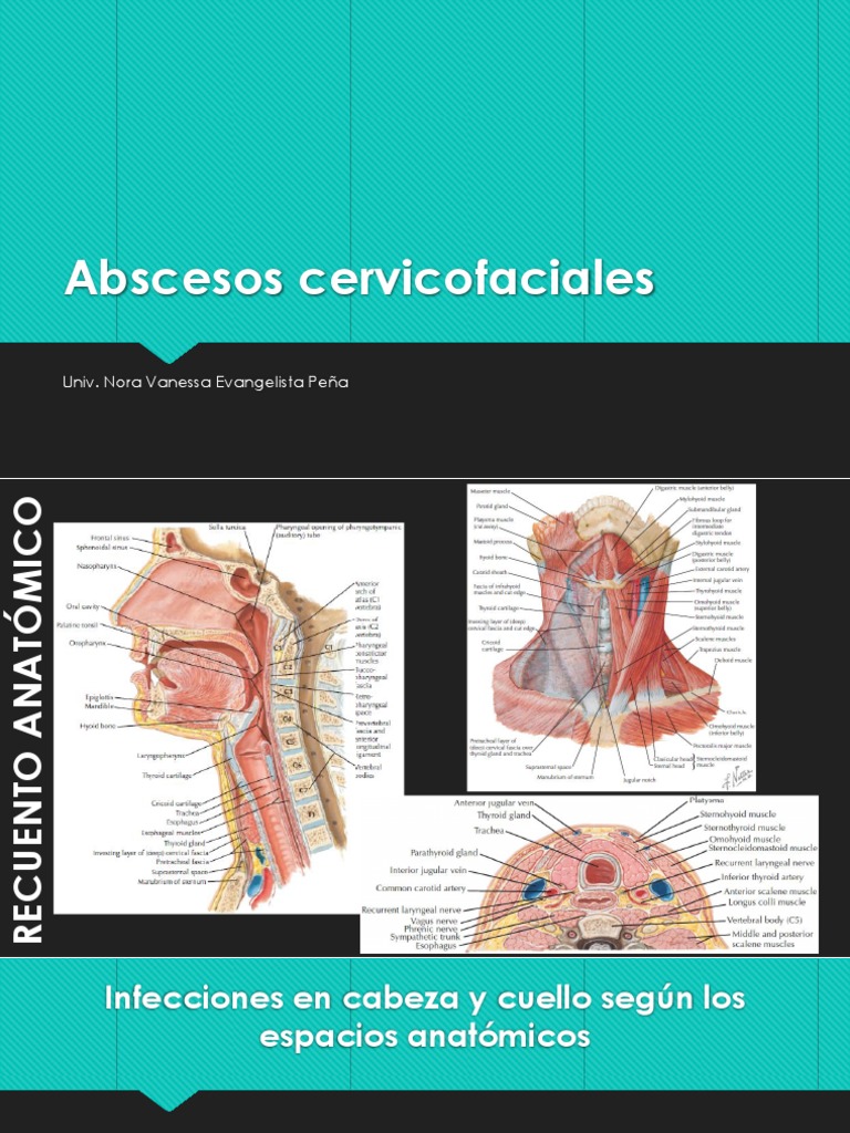 Abscesos Cervicofaciales | PDF | Epidemiología | Microbiología