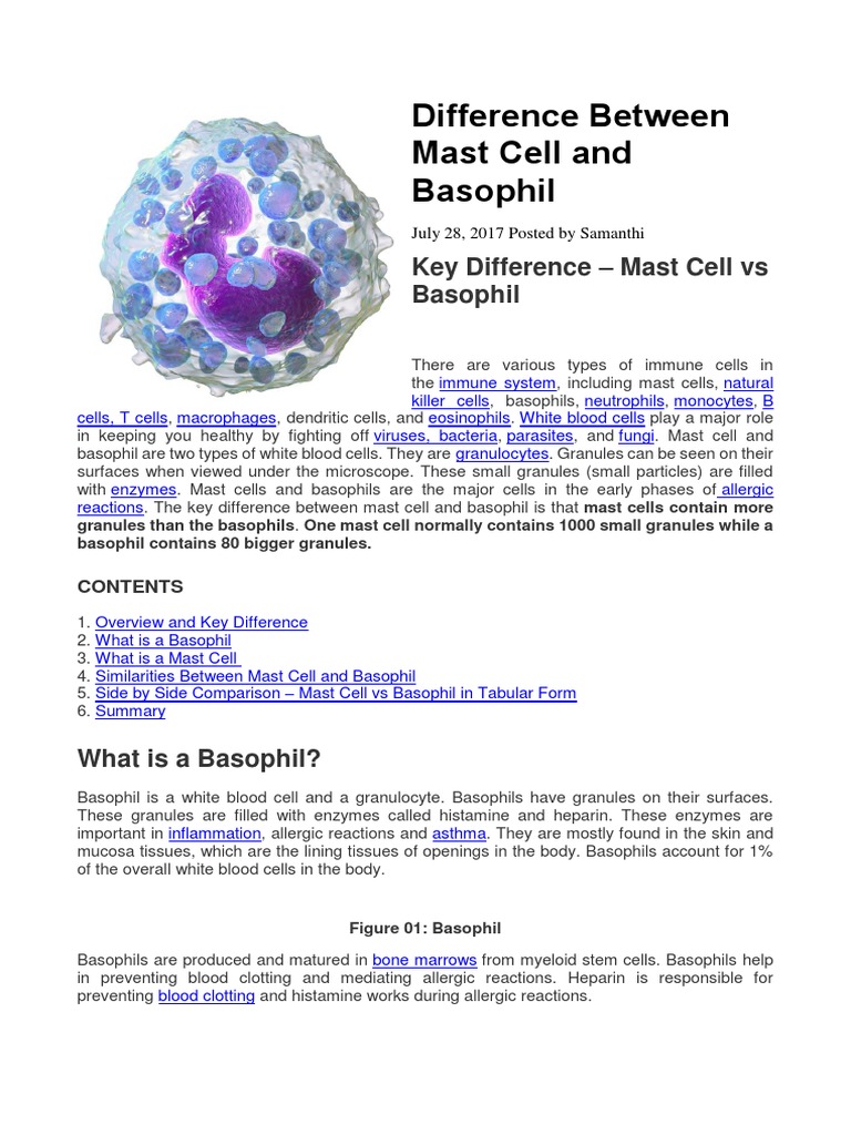 Basophil Mast Cell