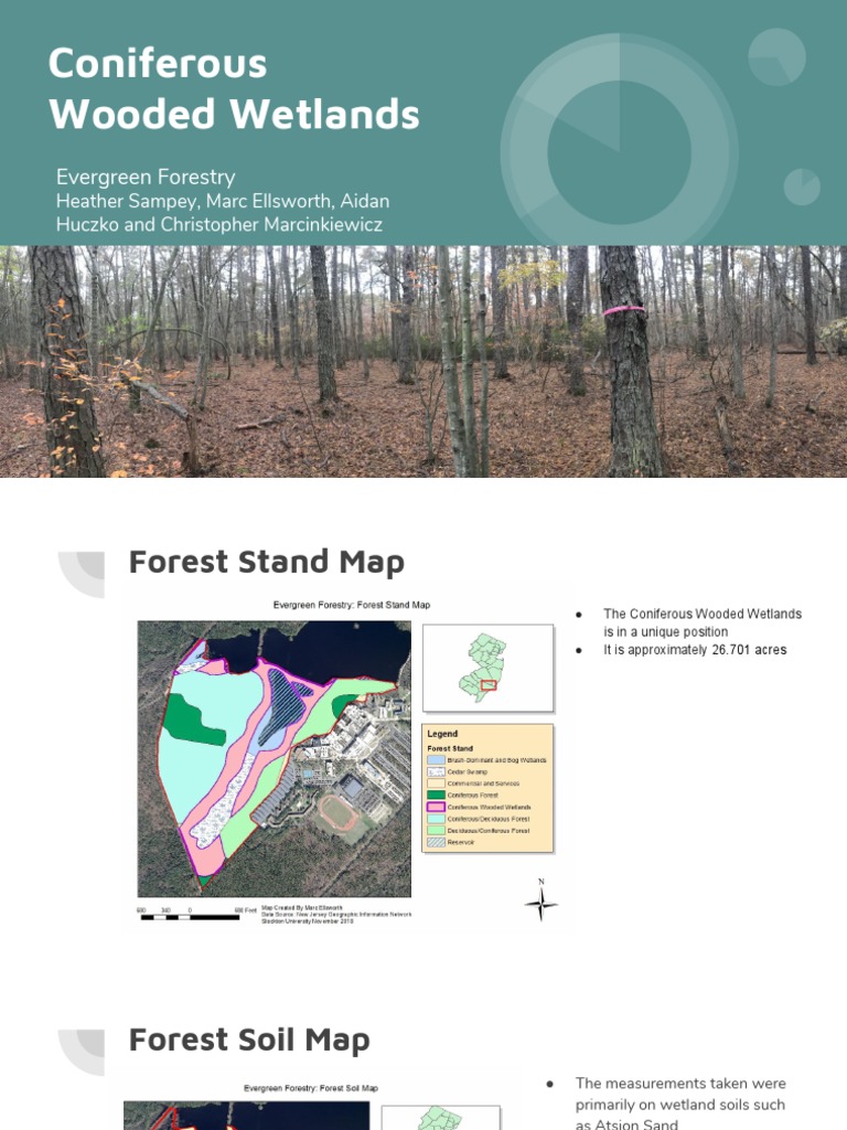 Evergreen Forestry | PDF | Trees | Pinophyta