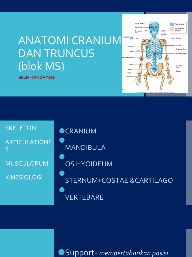 Anatomi Cranium Dan Truncus (Blok MS) : Selfi Handayani | PDF | Science ...