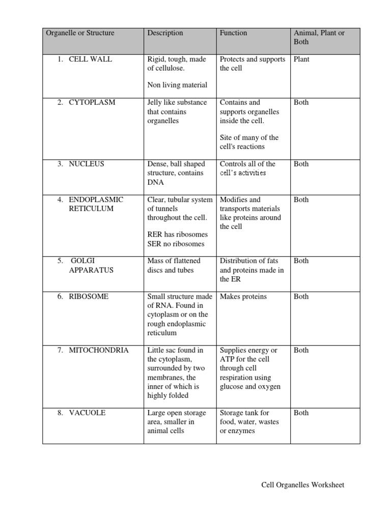 Cell Organelles Worksheet | PDF | Endoplasmic Reticulum | Cell (Biology)