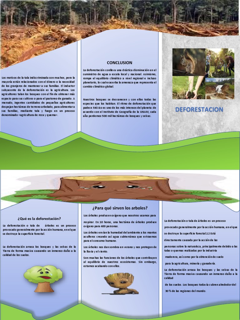 Kevin Triptico | PDF | Deforestación | Los bosques