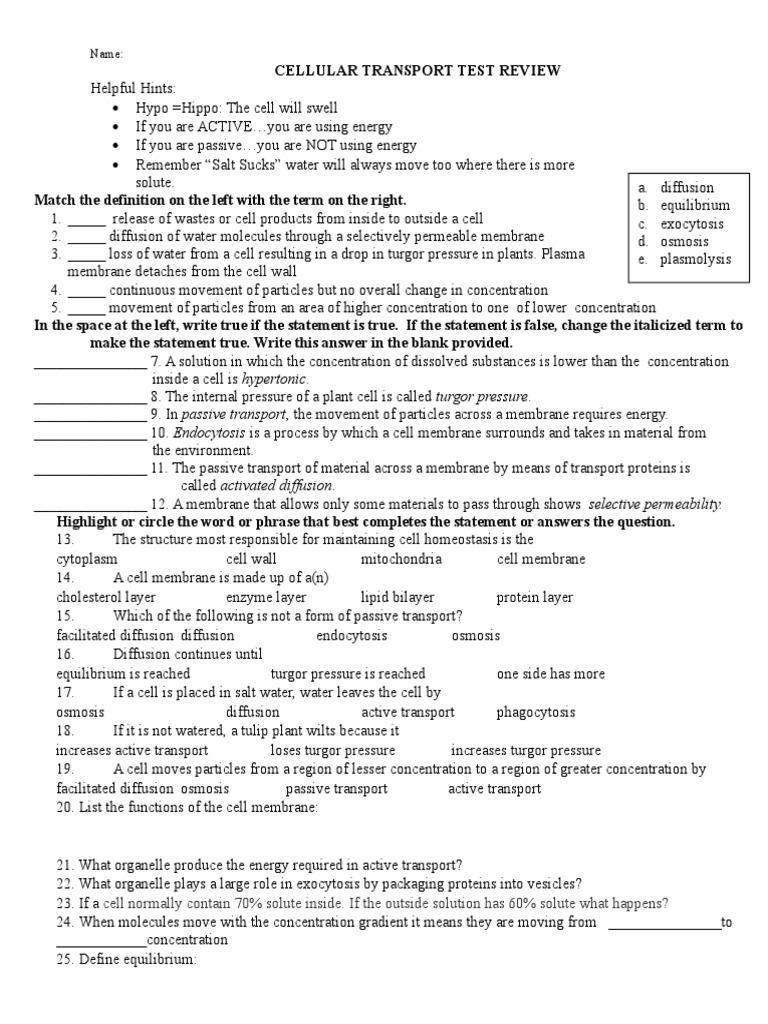 Cellular Transport Test Review Guide | PDF | Osmosis | Cell Membrane