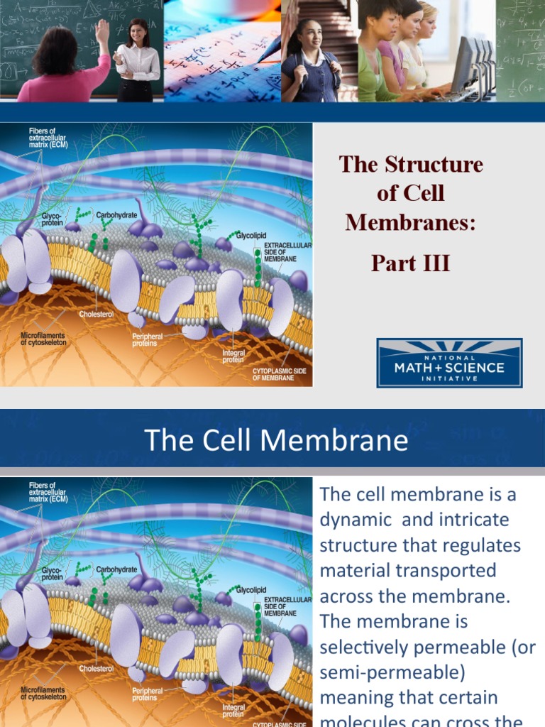 Cell Membrane Structure | PDF | Cell Membrane | Phospholipid
