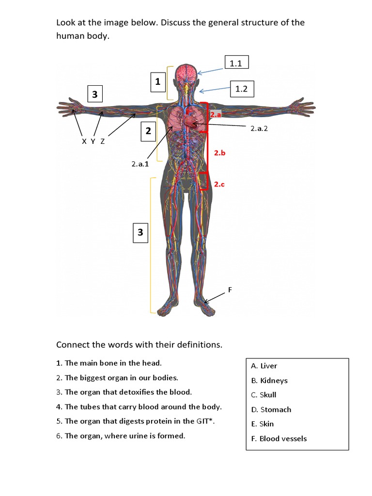Look at The Image Below. Discuss The General Structure of The Human ...