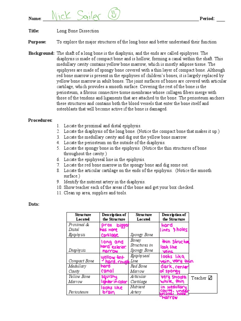 Long Bone Anatomy and Dissection Guide | PDF | Bone | Bone Marrow