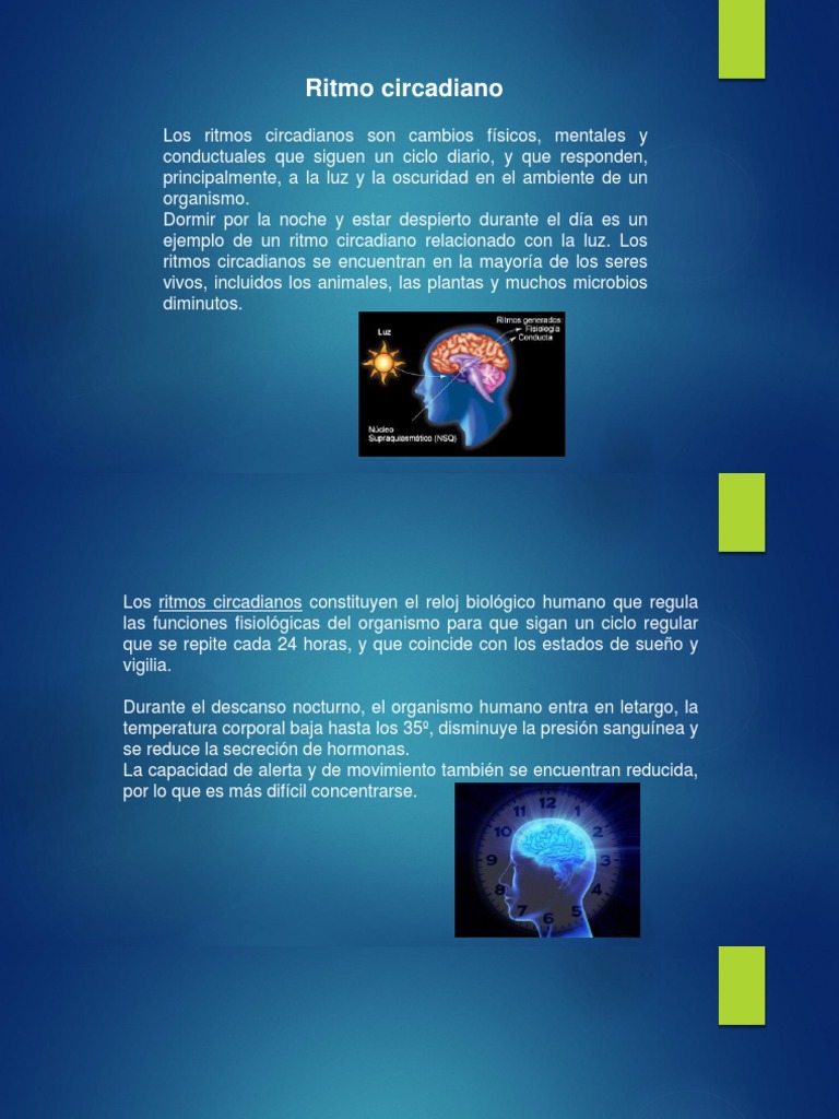 Ritmos Biológicos | PDF | Ritmo circadiano | Dormir