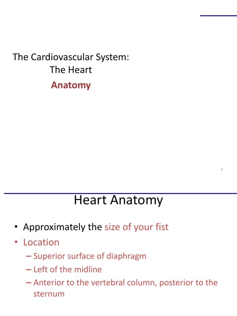 Anatomy Cor | PDF | Heart Valve | Heart