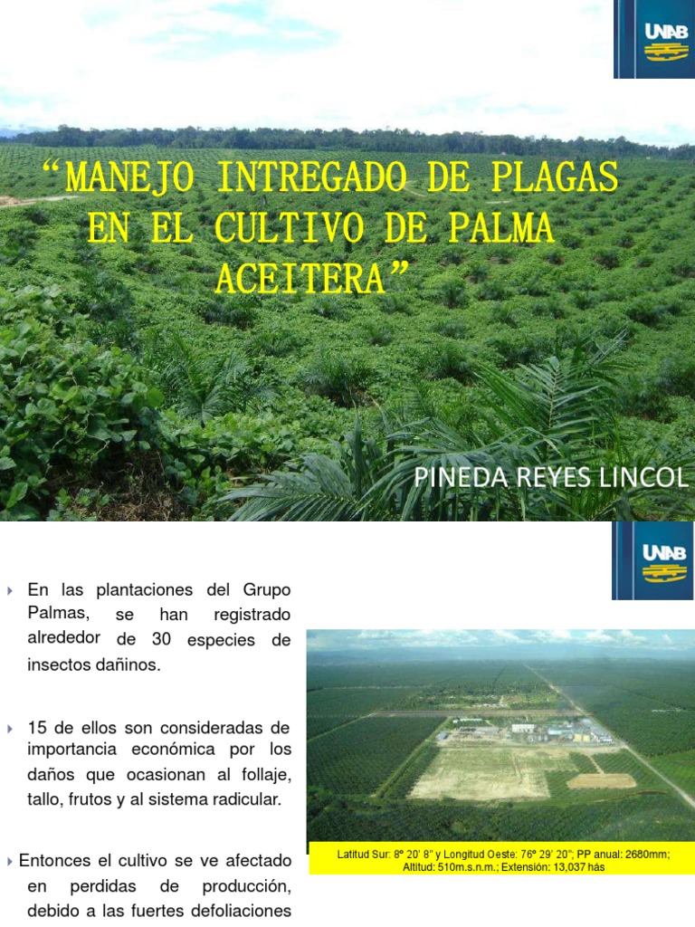 Palma Aceitera Tingo Maria EXPO | PDF | Lepidópteros | Insectos