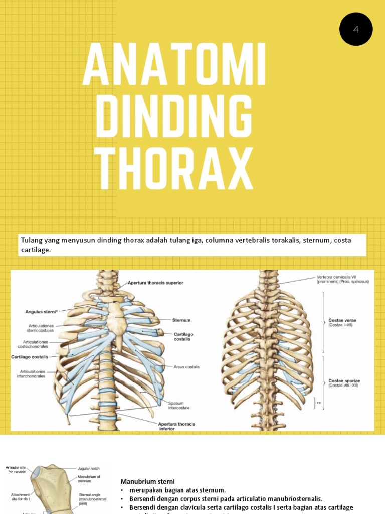 Li Anatomi Dinding Thorax | PDF