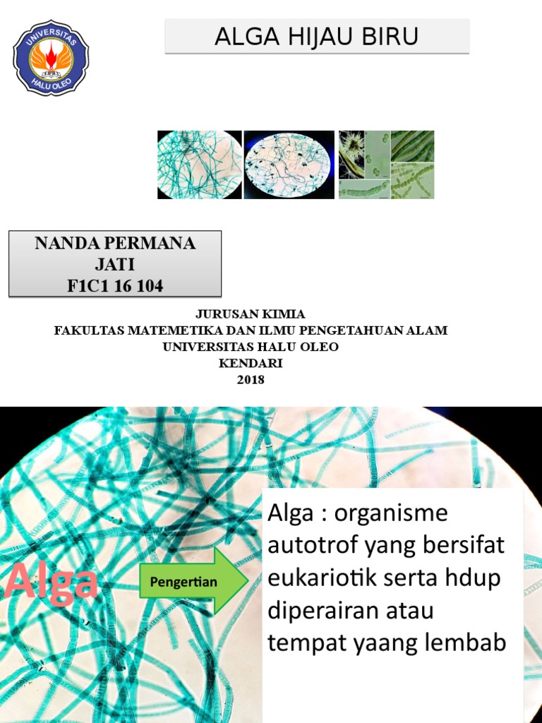 Alga Hijau Biru | PDF
