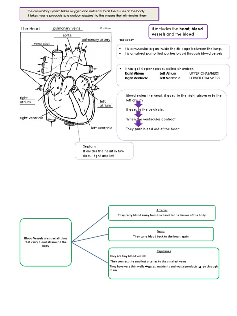 Circulatory Excretory Systems Mind Map | PDF | Blood | Circulatory System