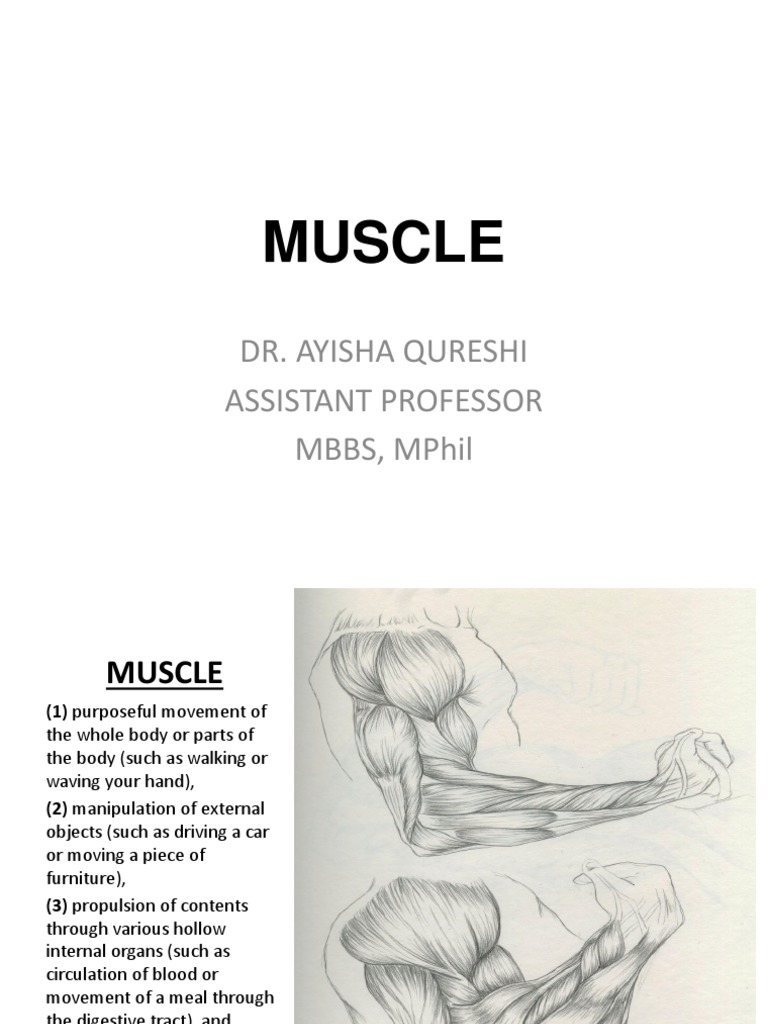 Skeletal Muscle Structure | PDF | Actin | Muscle