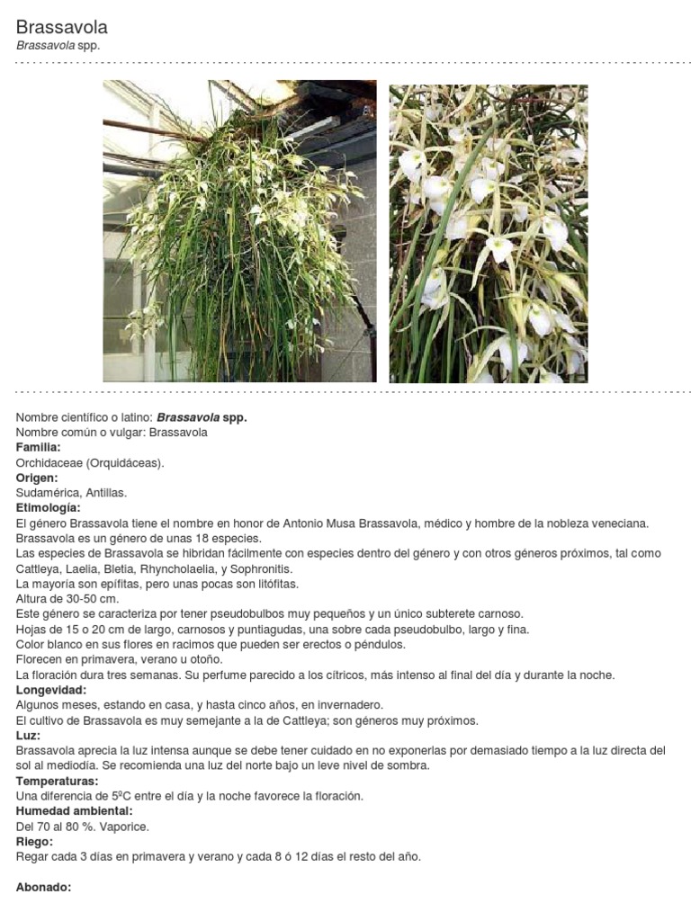 Brassavola Un Especie de Orquidea | PDF | Morfología Vegetal